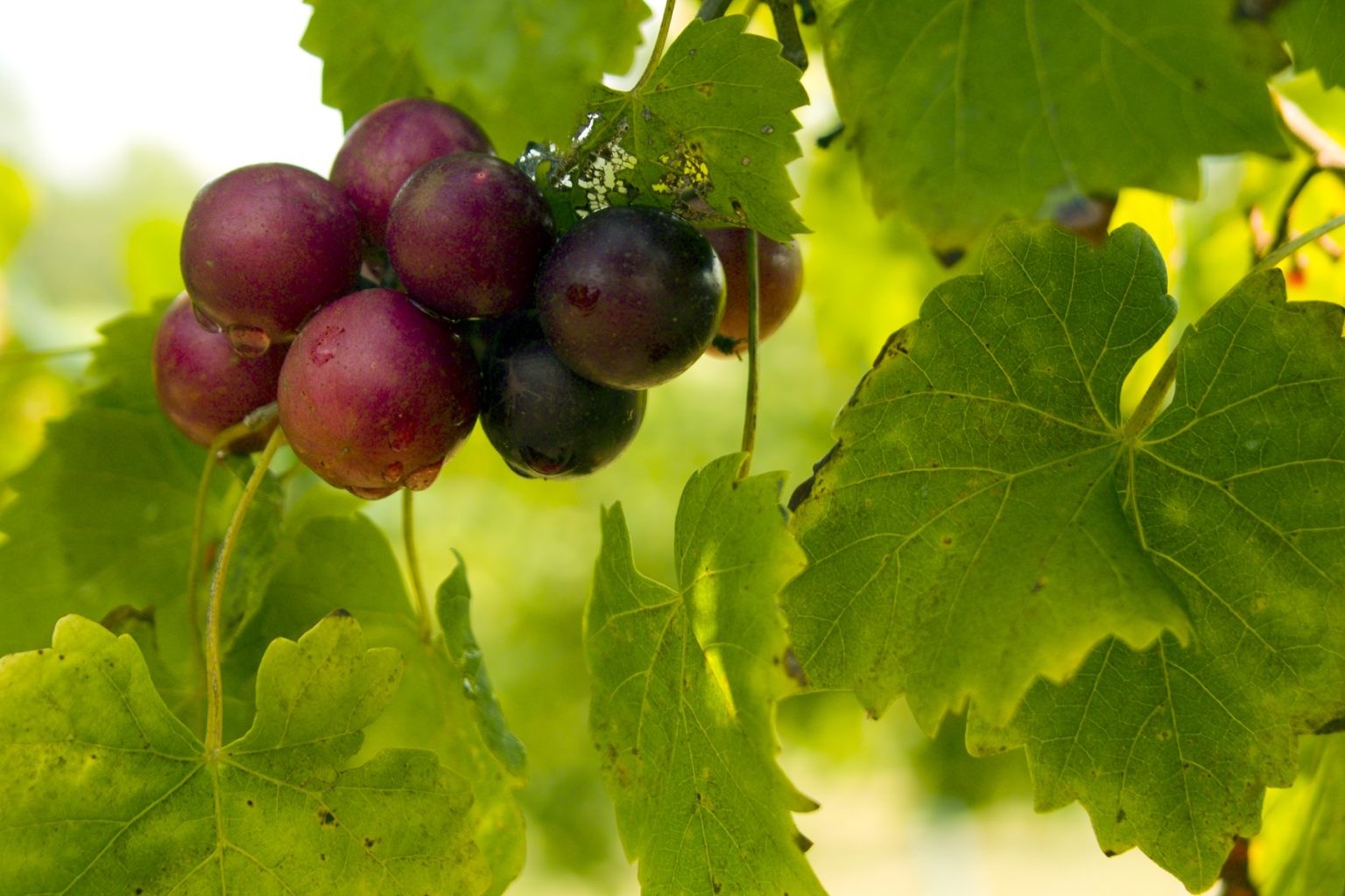 Grapes of Health: The Mighty Muscadine’s Powerful Advantage