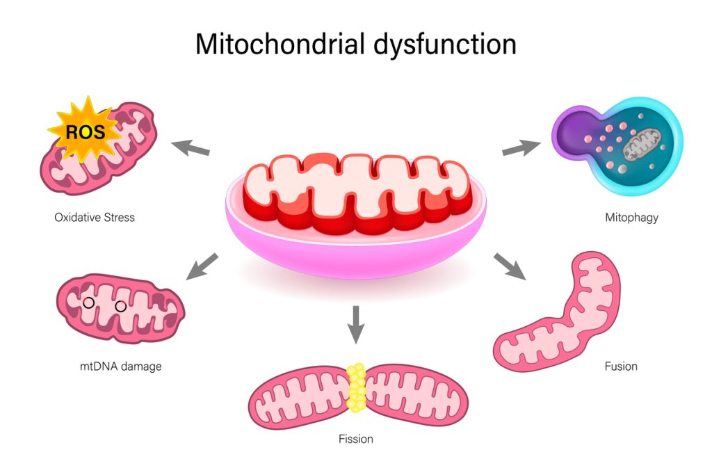 Revitalizing Energy with Membrane Lipid Replacement